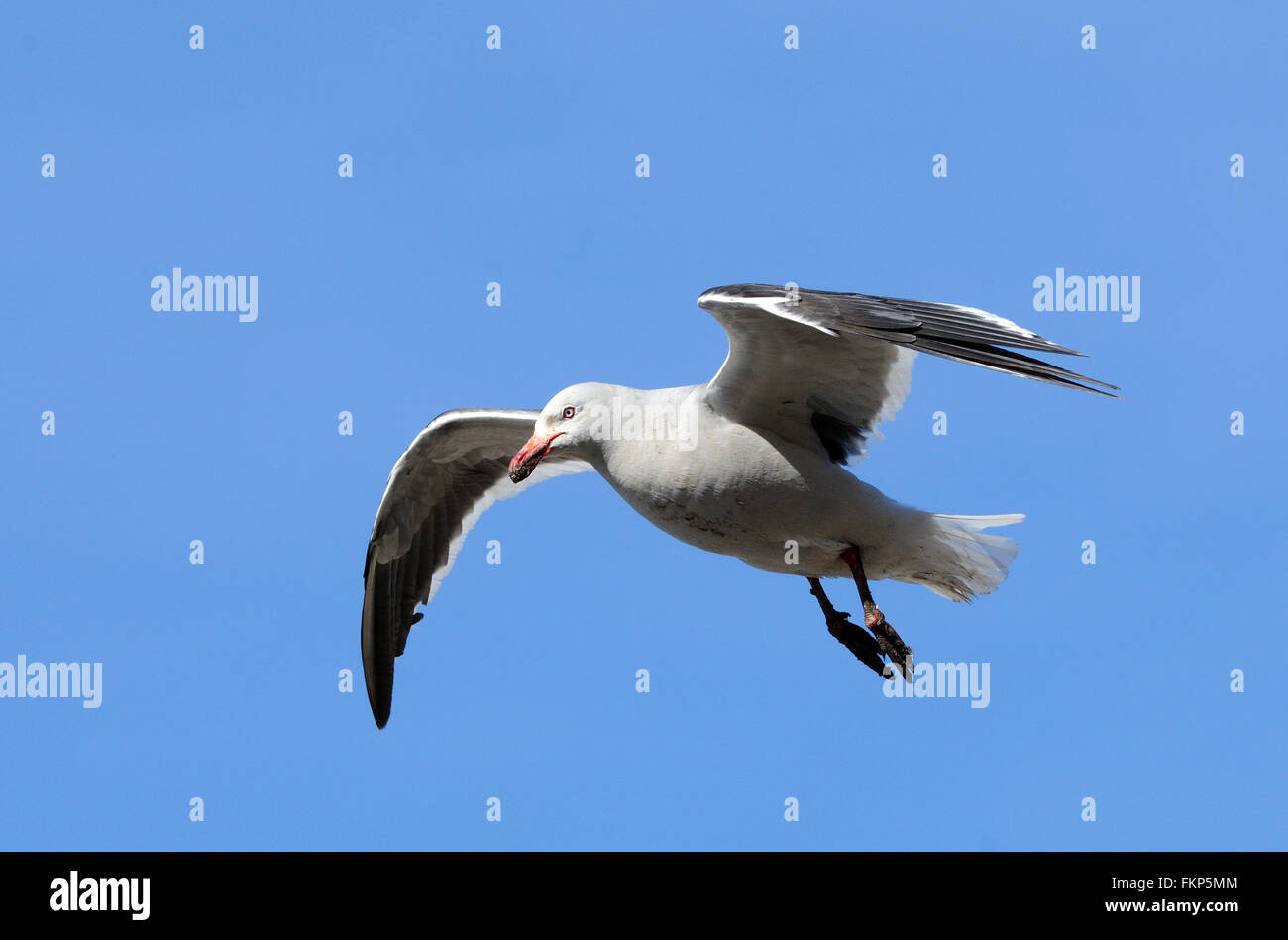 A Dolphin Gull (Leucophaeus scoresbii) in breeding plumage in flight ...