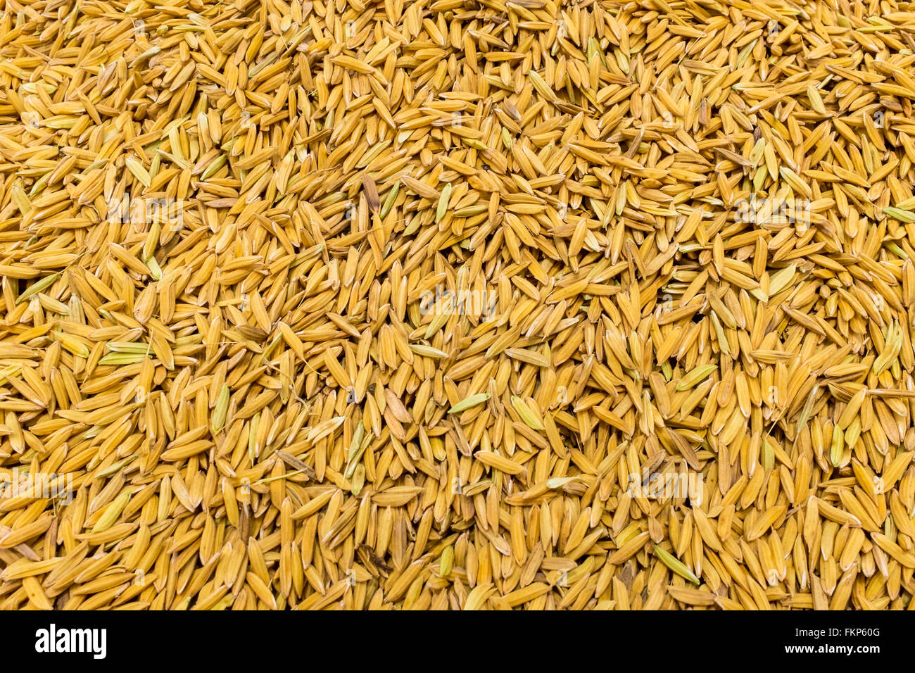 Jasmine paddy rice Stock Photo - Alamy