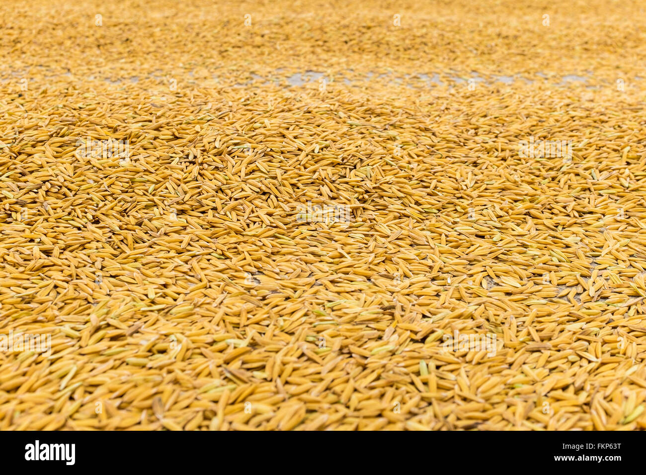 Jasmine paddy rice Stock Photo - Alamy