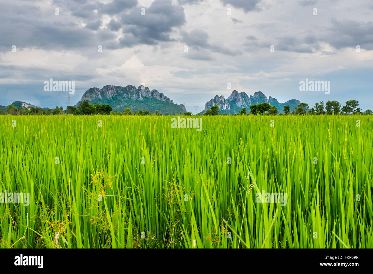 paddy field in thailand Stock Photo - Alamy