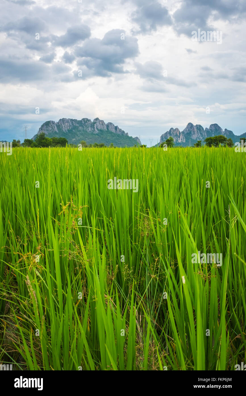 paddy field in thailand Stock Photo - Alamy