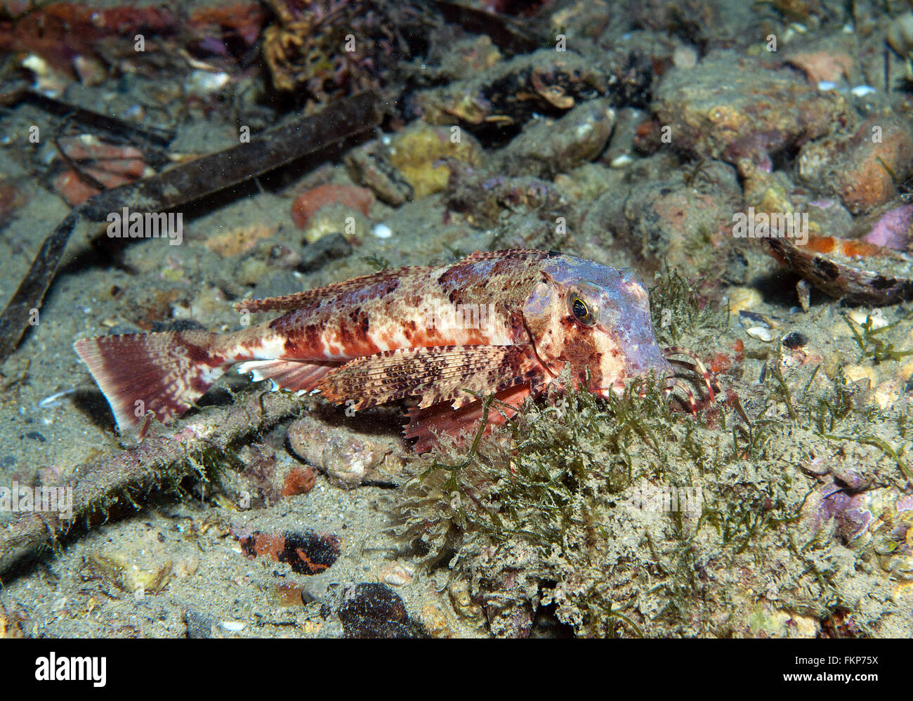 gurnard fish swims into the sea showing his colors Stock Photo - Alamy
