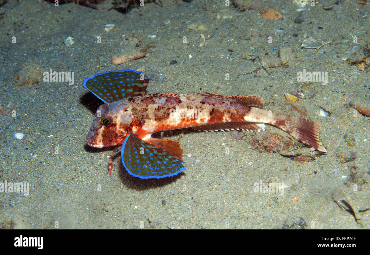 gurnard fish swims into the sea showing his colors Stock Photo - Alamy