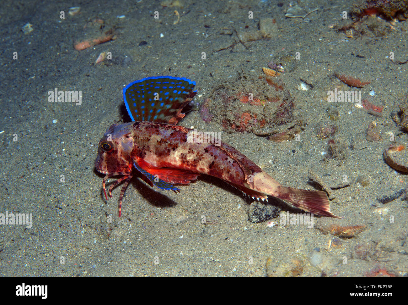 gurnard fish swims into the sea showing his colors Stock Photo - Alamy