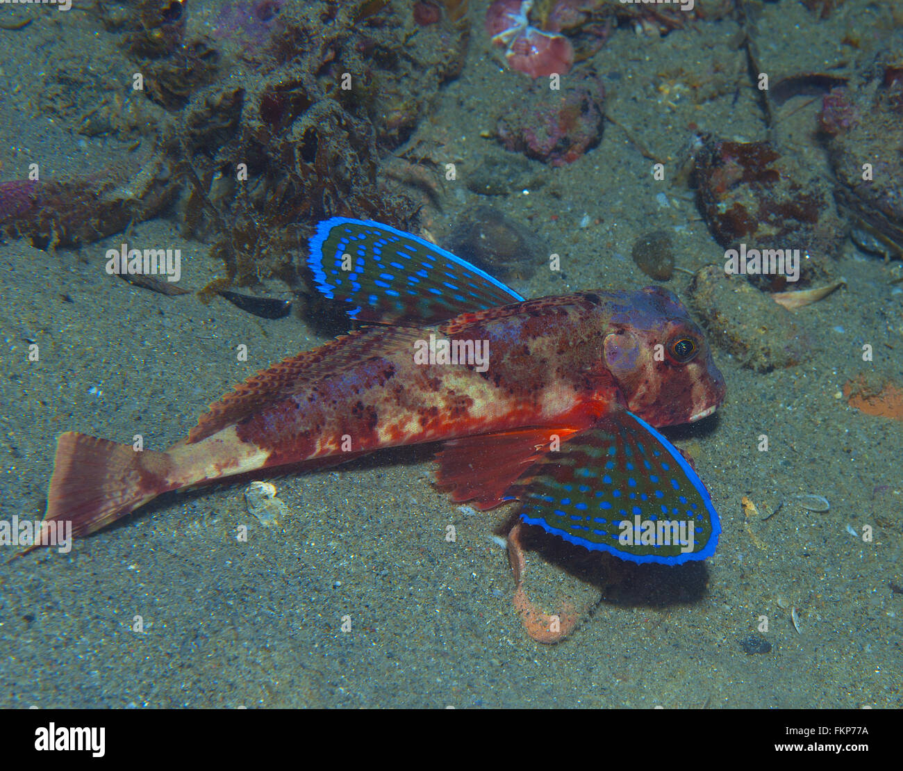 gurnard fish swims into the sea showing his colors Stock Photo - Alamy