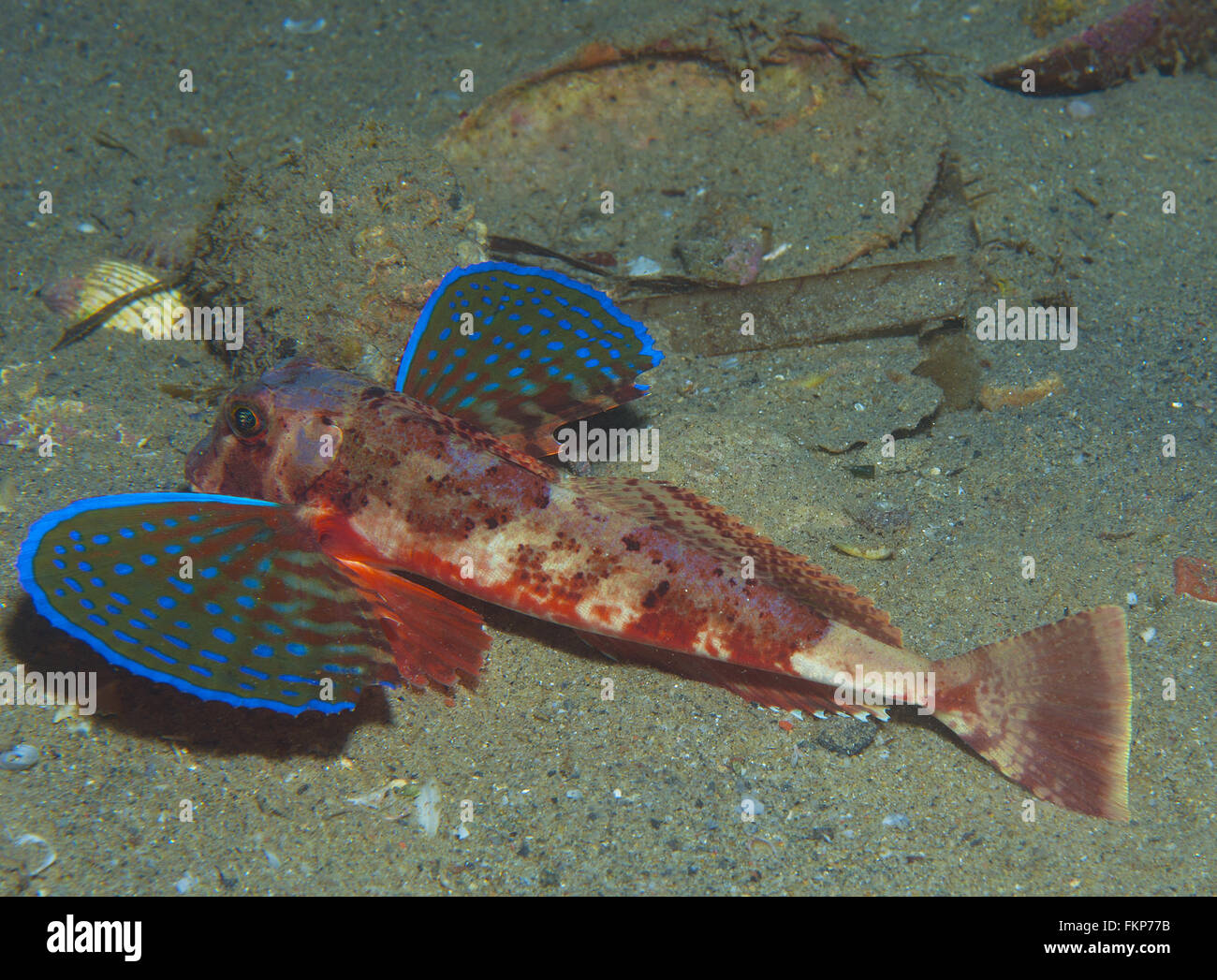 gurnard fish swims into the sea showing his colors Stock Photo - Alamy
