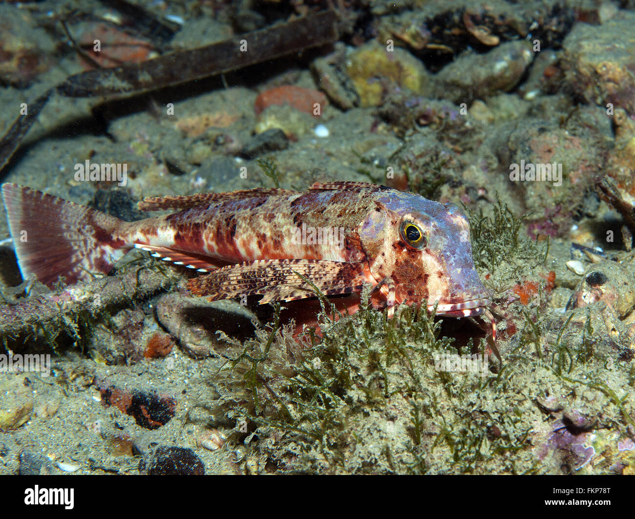 gurnard fish swims into the sea showing his colors Stock Photo - Alamy