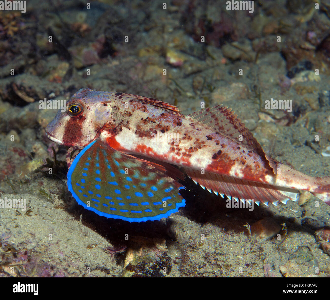 gurnard fish swims into the sea showing his colors Stock Photo - Alamy
