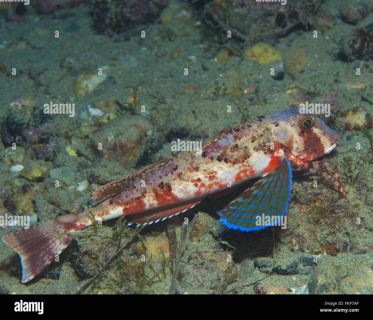 gurnard fish swims into the sea showing his colors Stock Photo - Alamy