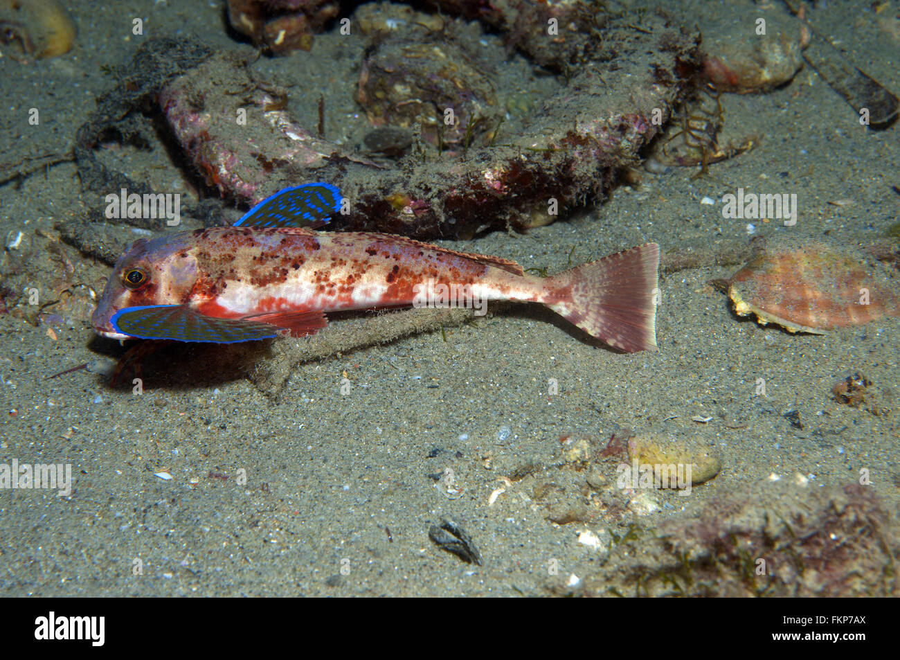 gurnard fish swims into the sea showing his colors Stock Photo - Alamy