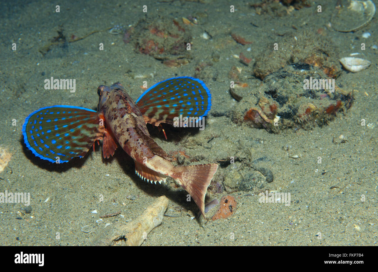 gurnard fish swims into the sea showing his colors Stock Photo - Alamy