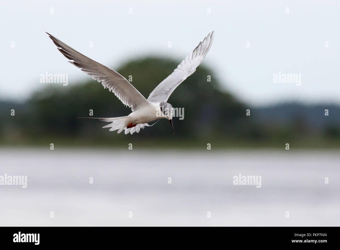 Tern hovering hi-res stock photography and images - Alamy
