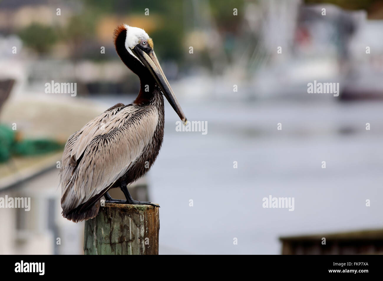 Pelican Standing On Post Stock Photos & Pelican Standing On Post Stock ...