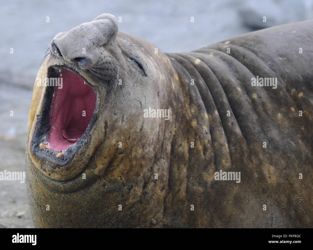 An adult male Southern Elephant Seals (Mirounga leonina) yawns while ...