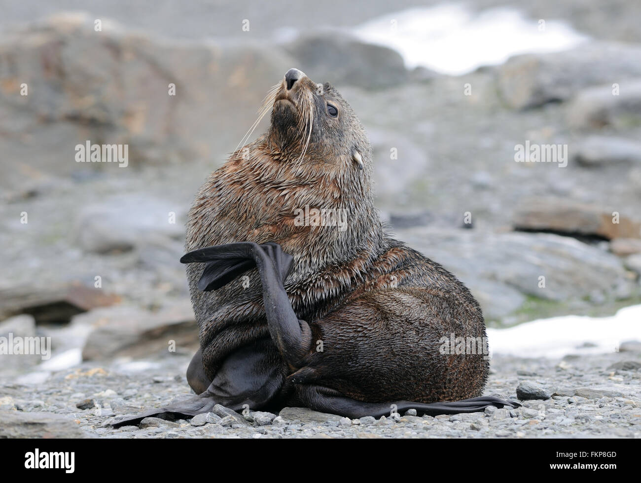 A male Antarctic fur seal (Arctocephalus gazella) scratches his chest ...