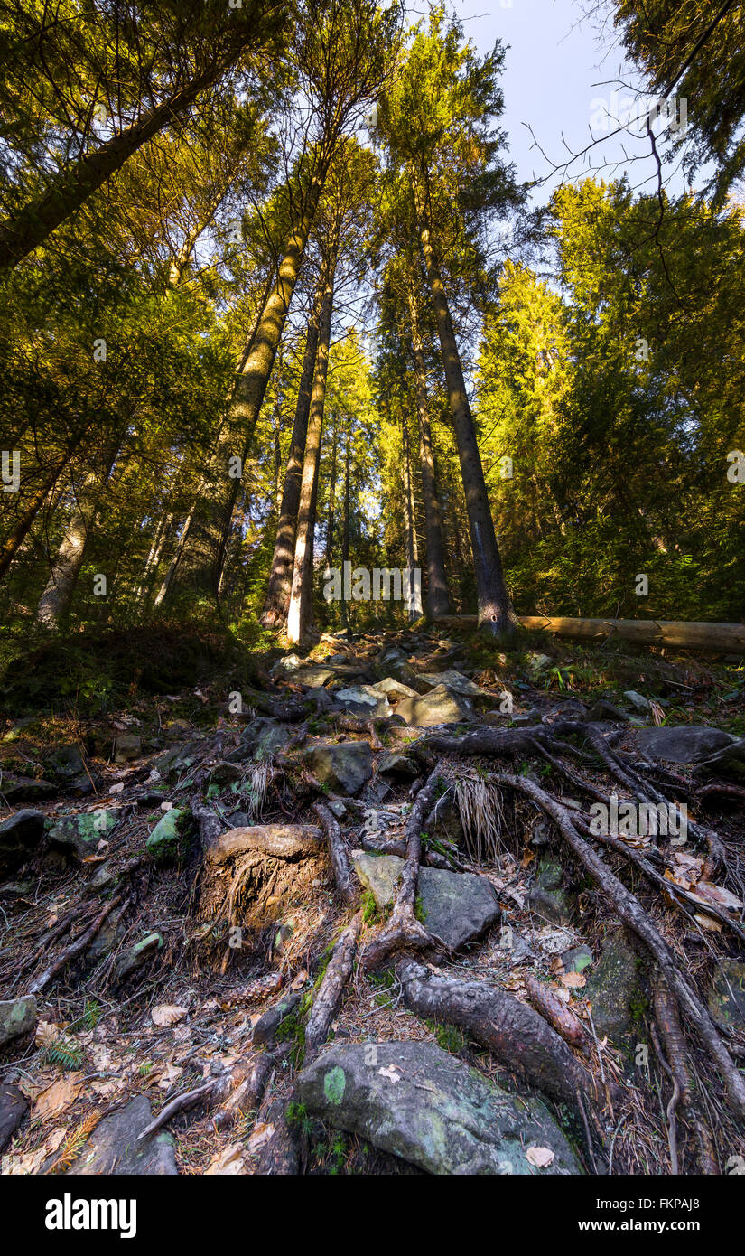 tall pine trees roots showing from the ground Stock Photo - Alamy