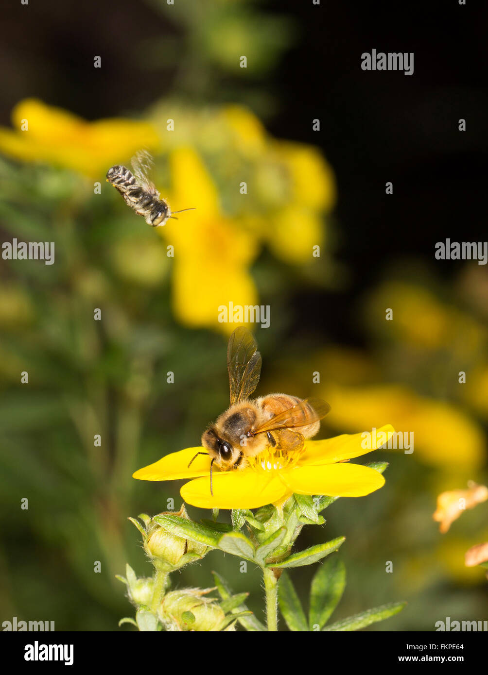 Bees at work hi-res stock photography and images - Alamy