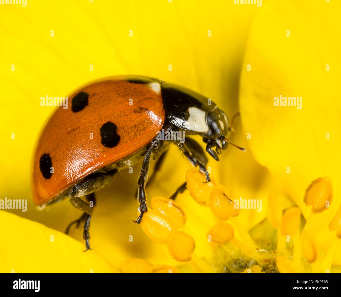Ladybug on yellow flower Stock Photo - Alamy