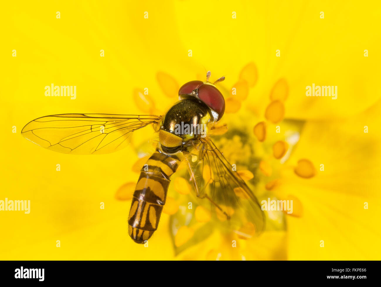 Fly Eye Magnification Stock Photos & Fly Eye Magnification Stock Images ...