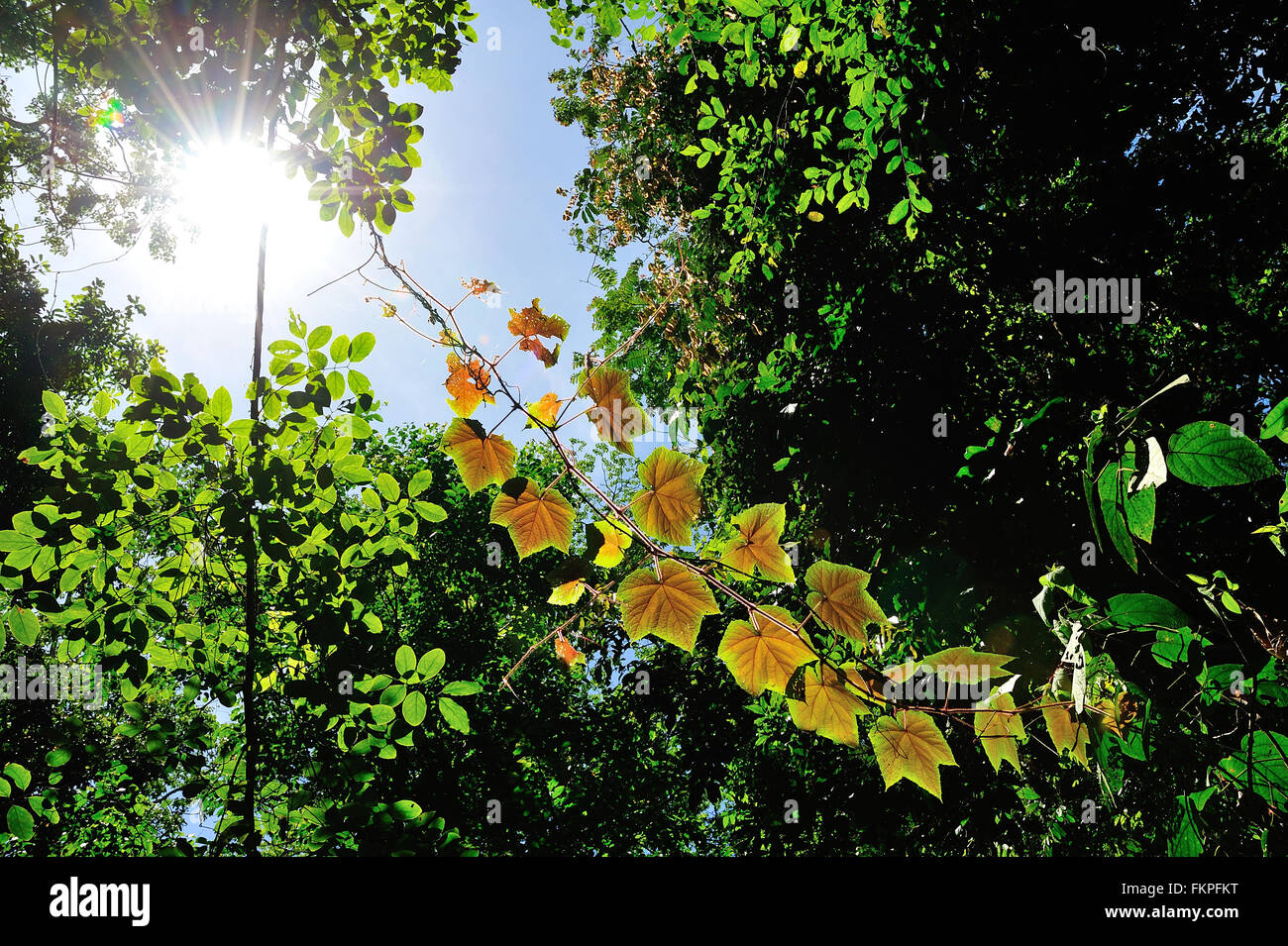 sunshine over forest Stock Photo - Alamy