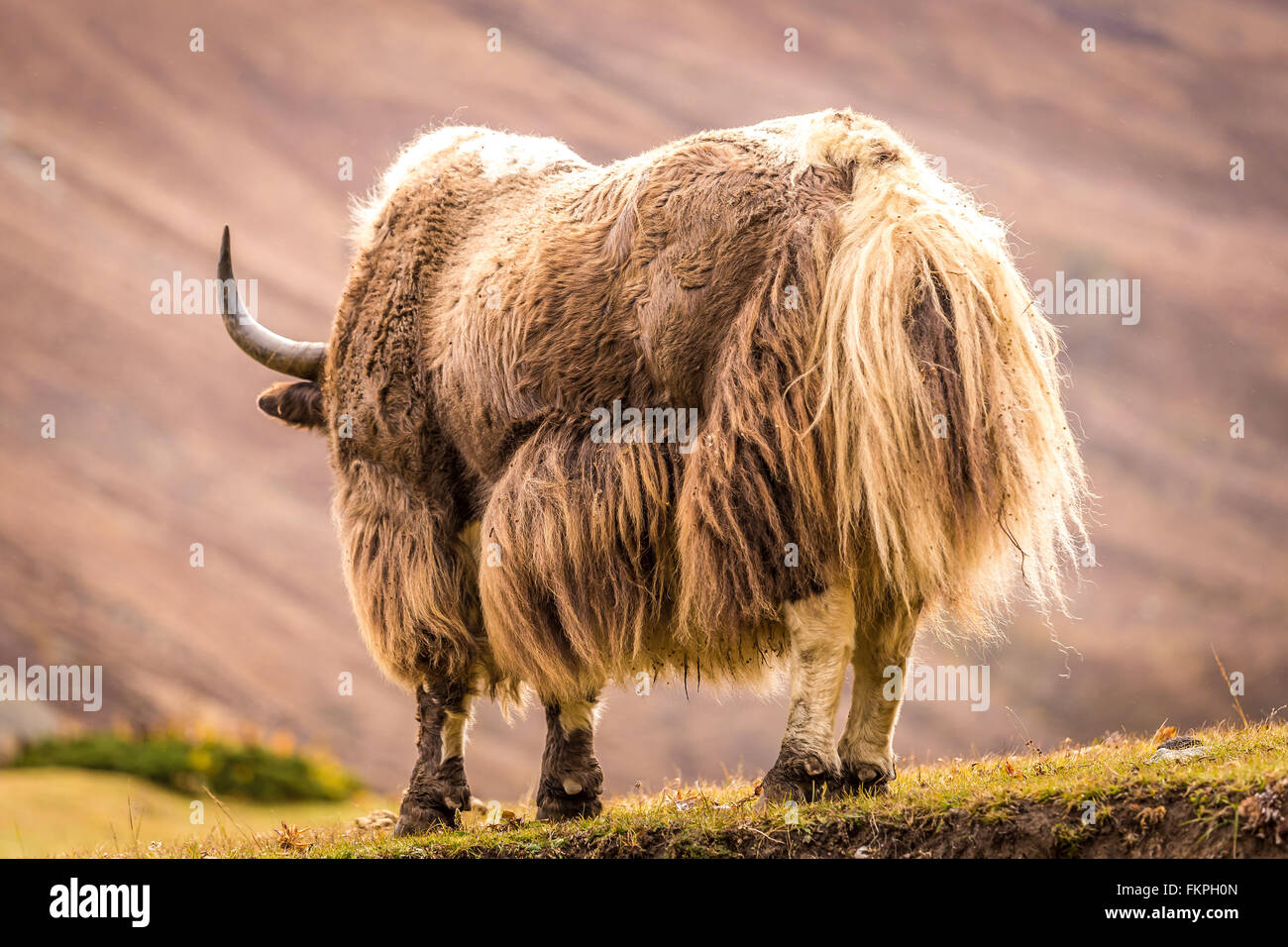 Powerful yak at the mountain in Annapurna circuit, Himalaya, Nepal ...