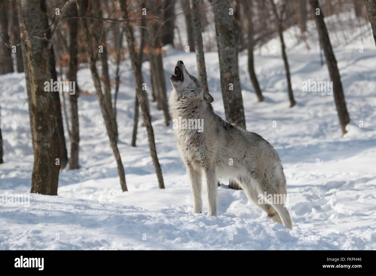 Wolf pack alpha female hi-res stock photography and images - Alamy