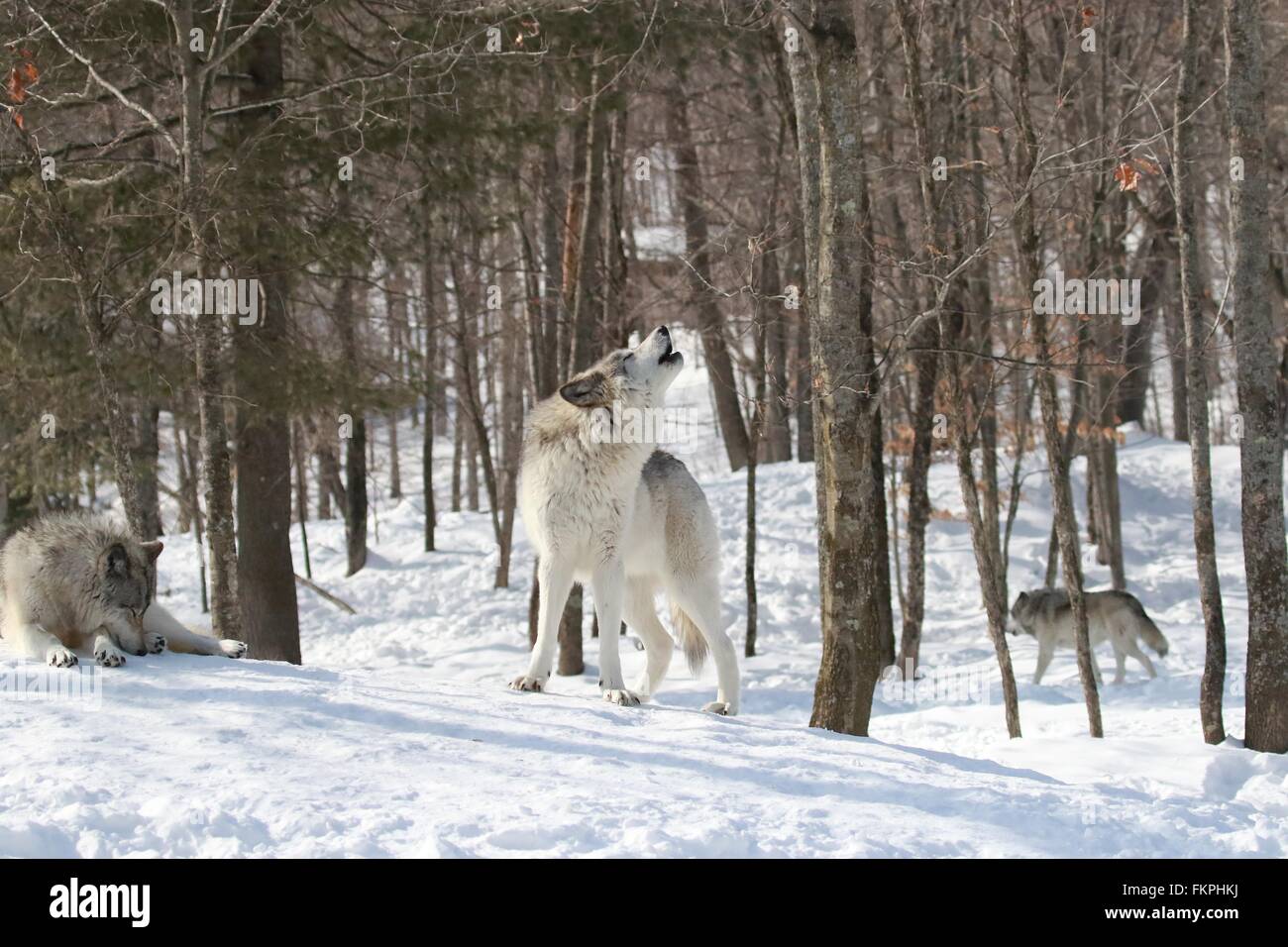 Wolf pack alpha female hi-res stock photography and images - Alamy
