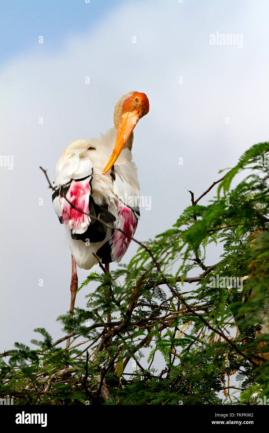 Nest colonial Of Painted Stork (Mycteria leucocephala) in nature Stock ...
