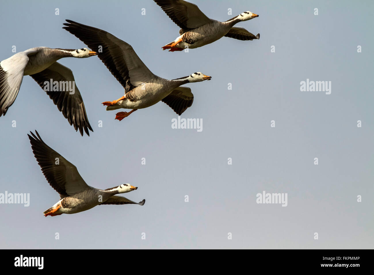 Central asian bar headed geese hi-res stock photography and images - Alamy