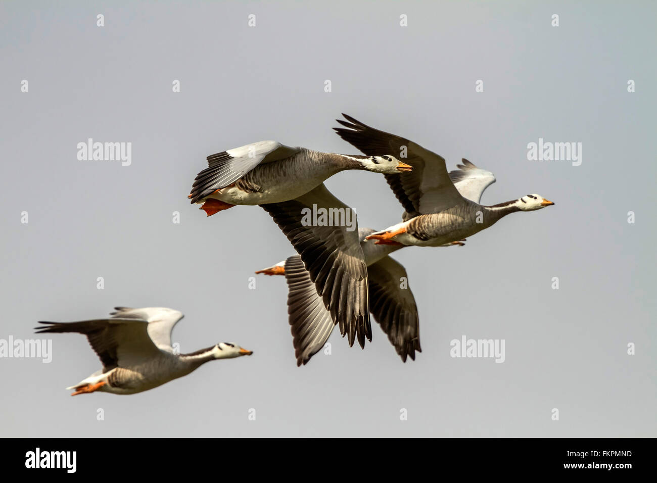 Bar-headed Geese Anser indicus in flight Stock Photo - Alamy
