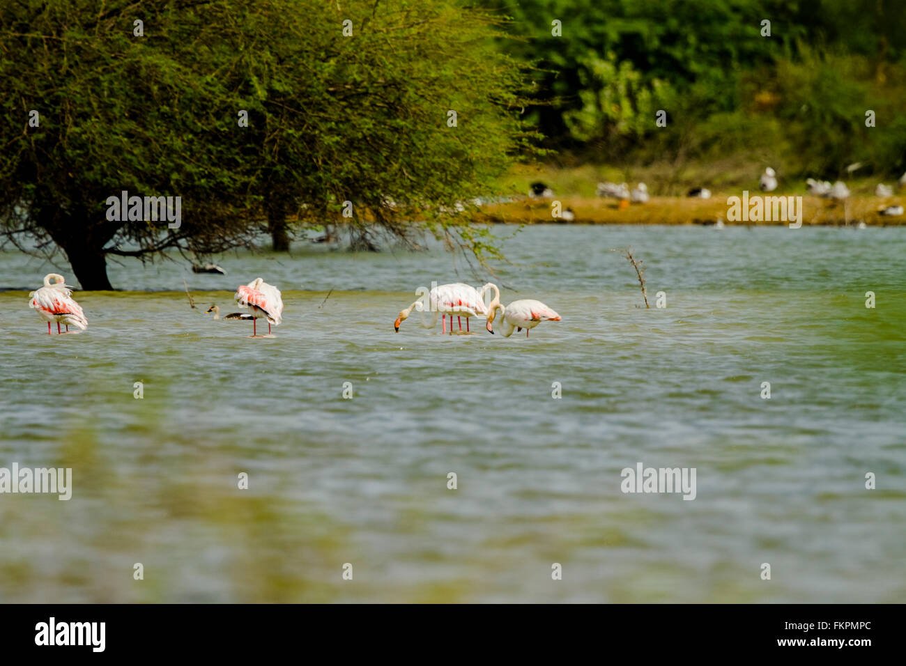 Greater Flamingo in Koonthankulam bird sanctuary Stock Photo - Alamy