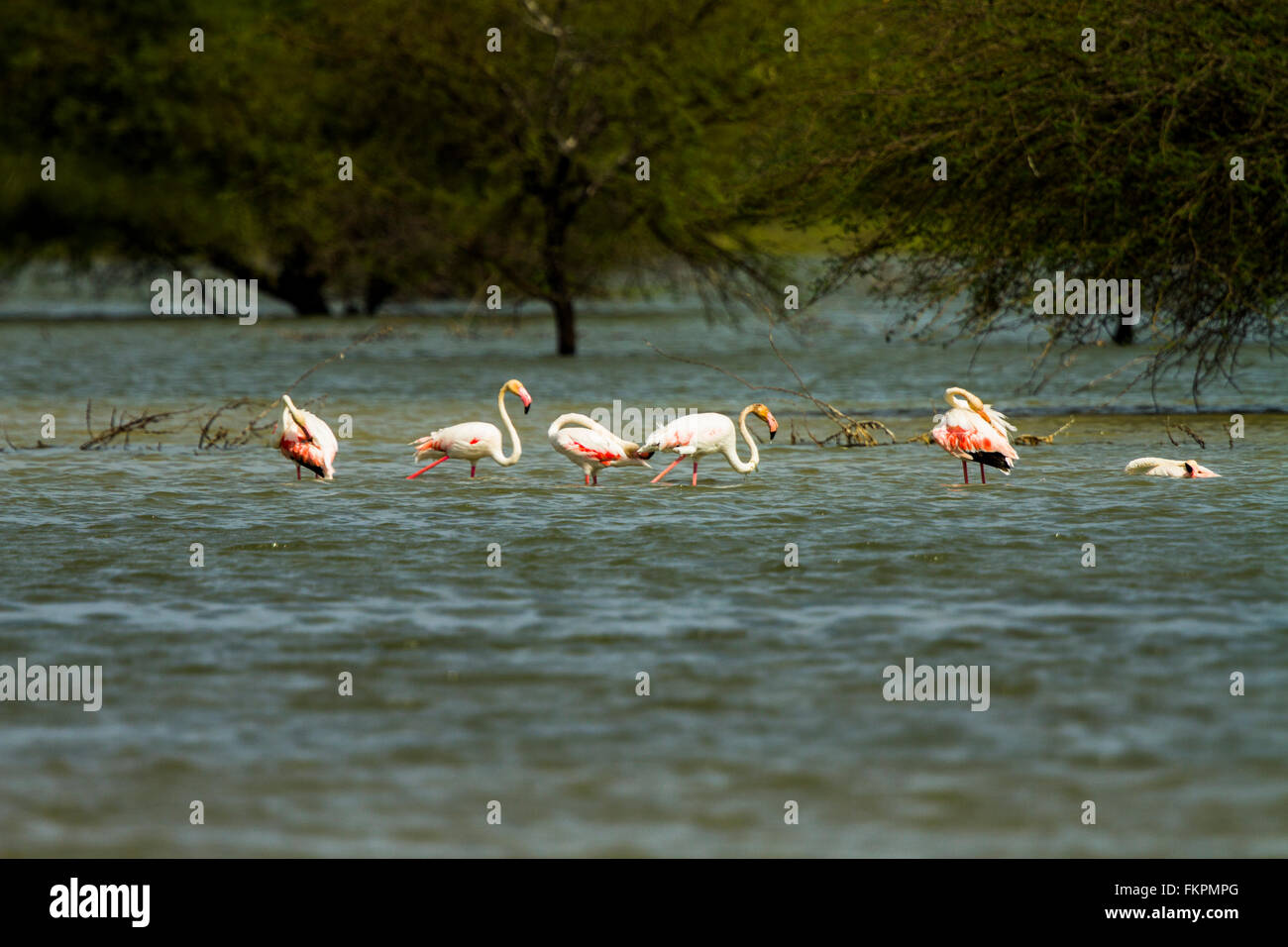 Greater Flamingo in Koonthankulam bird sanctuary Stock Photo - Alamy