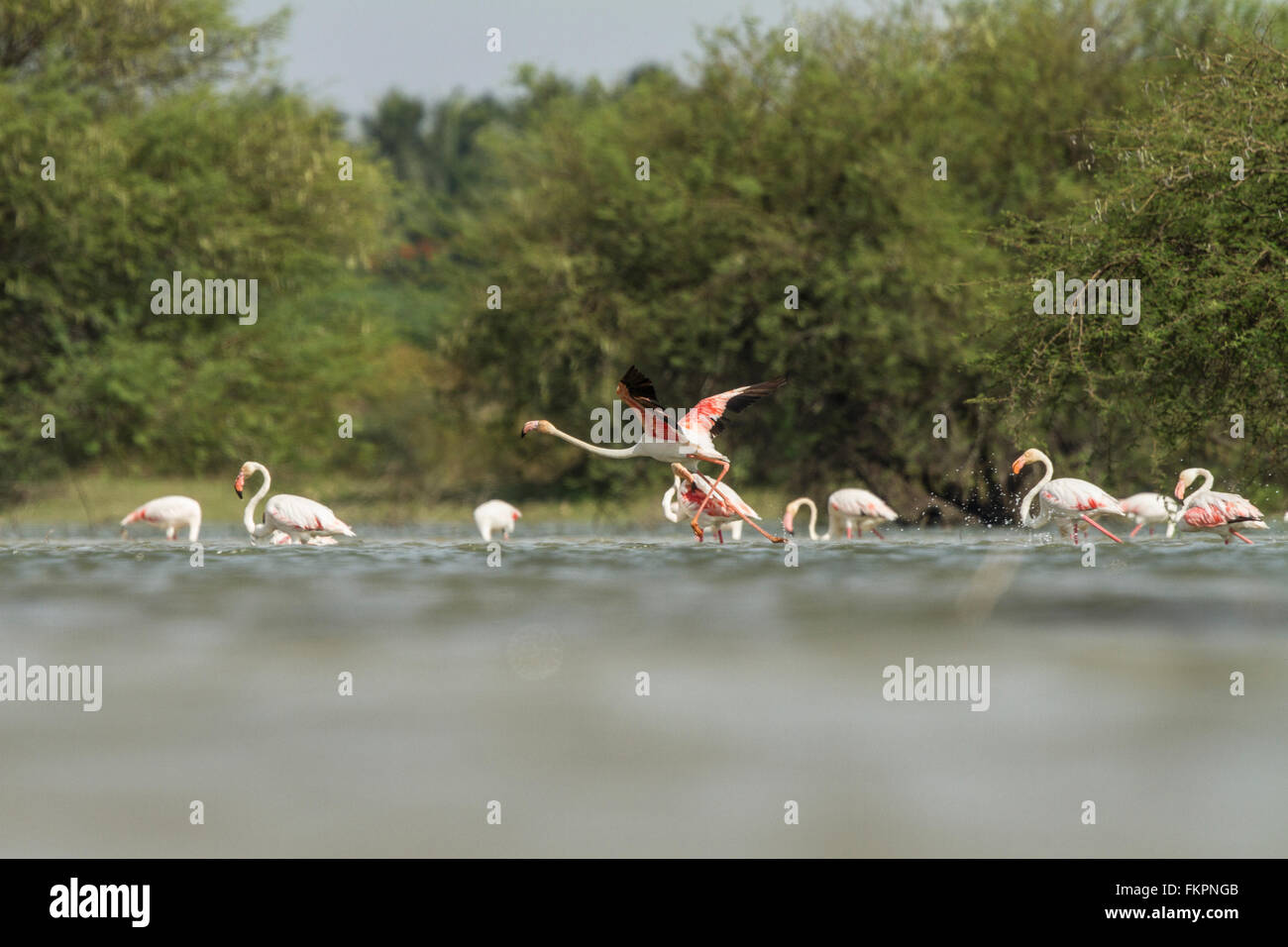Greater Flamingo in Koonthankulam bird sanctuary Stock Photo - Alamy