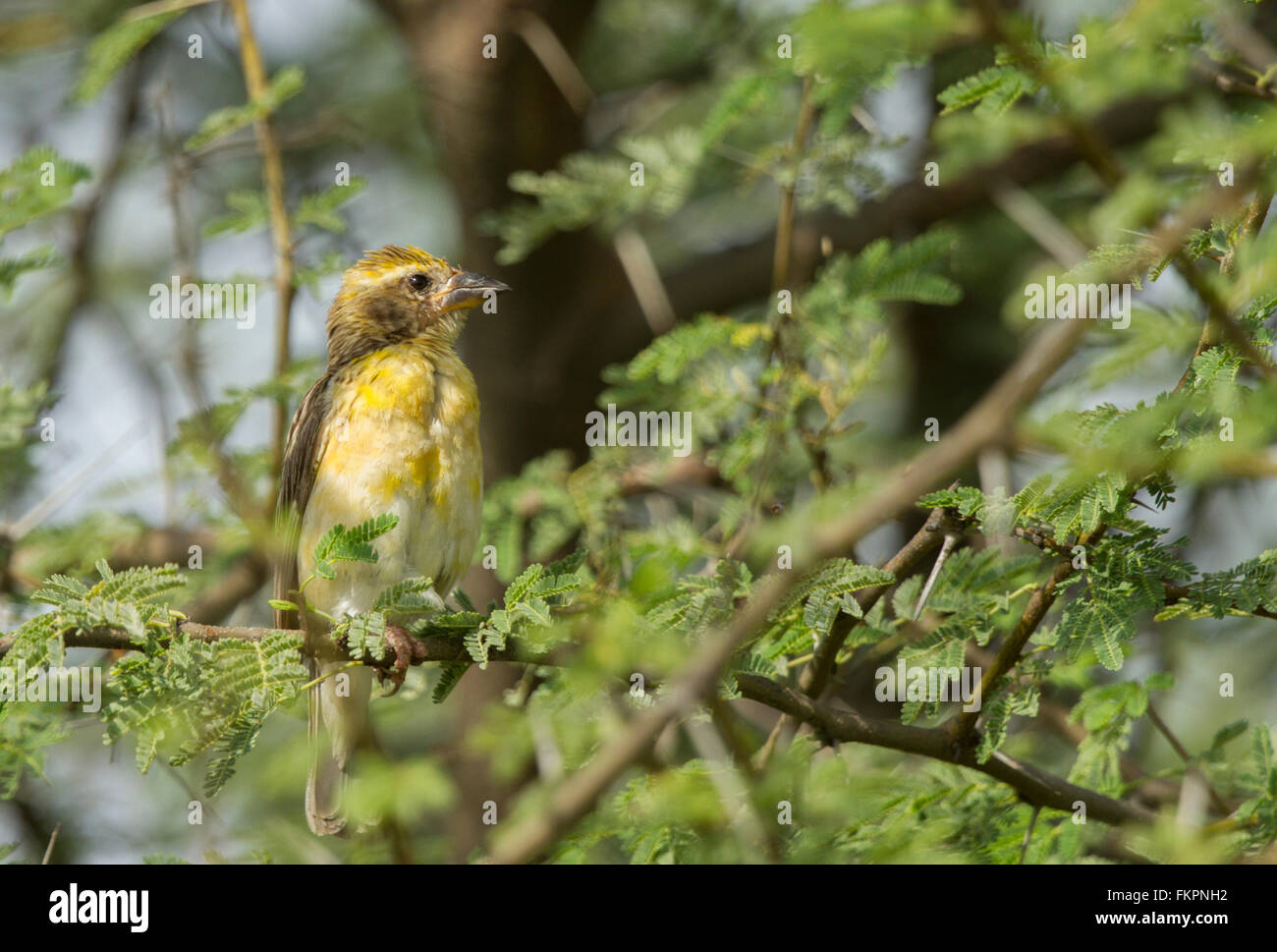 Baya africa hi-res stock photography and images - Alamy