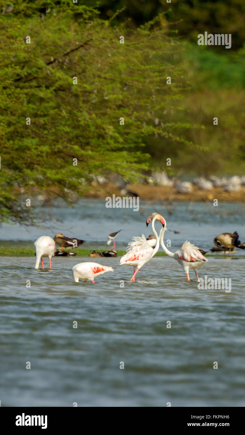 Greater Flamingo in Koonthankulam bird sanctuary Stock Photo - Alamy
