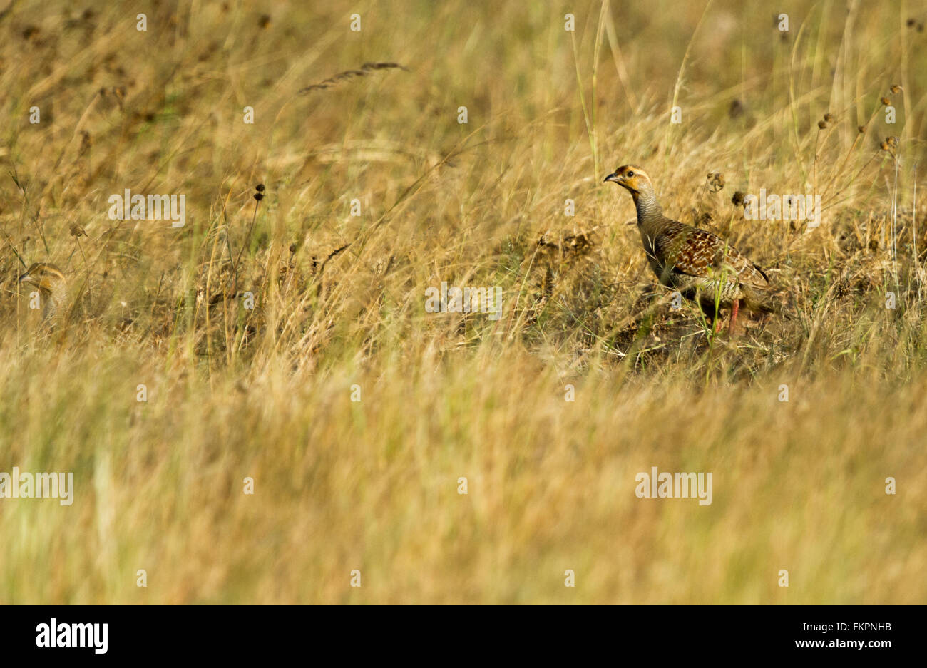 francolin,in Koonthankulam bird sanctuary Stock Photo - Alamy