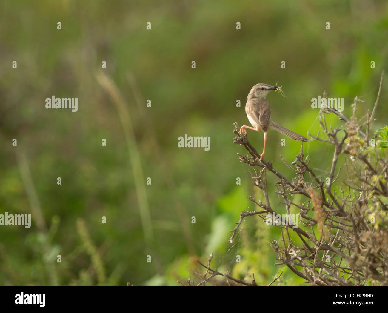 Graceful Prinia Bird Stock Photo - Alamy