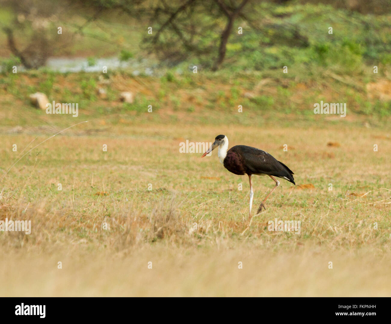 Tall large long necked wading bird hi-res stock photography and images ...