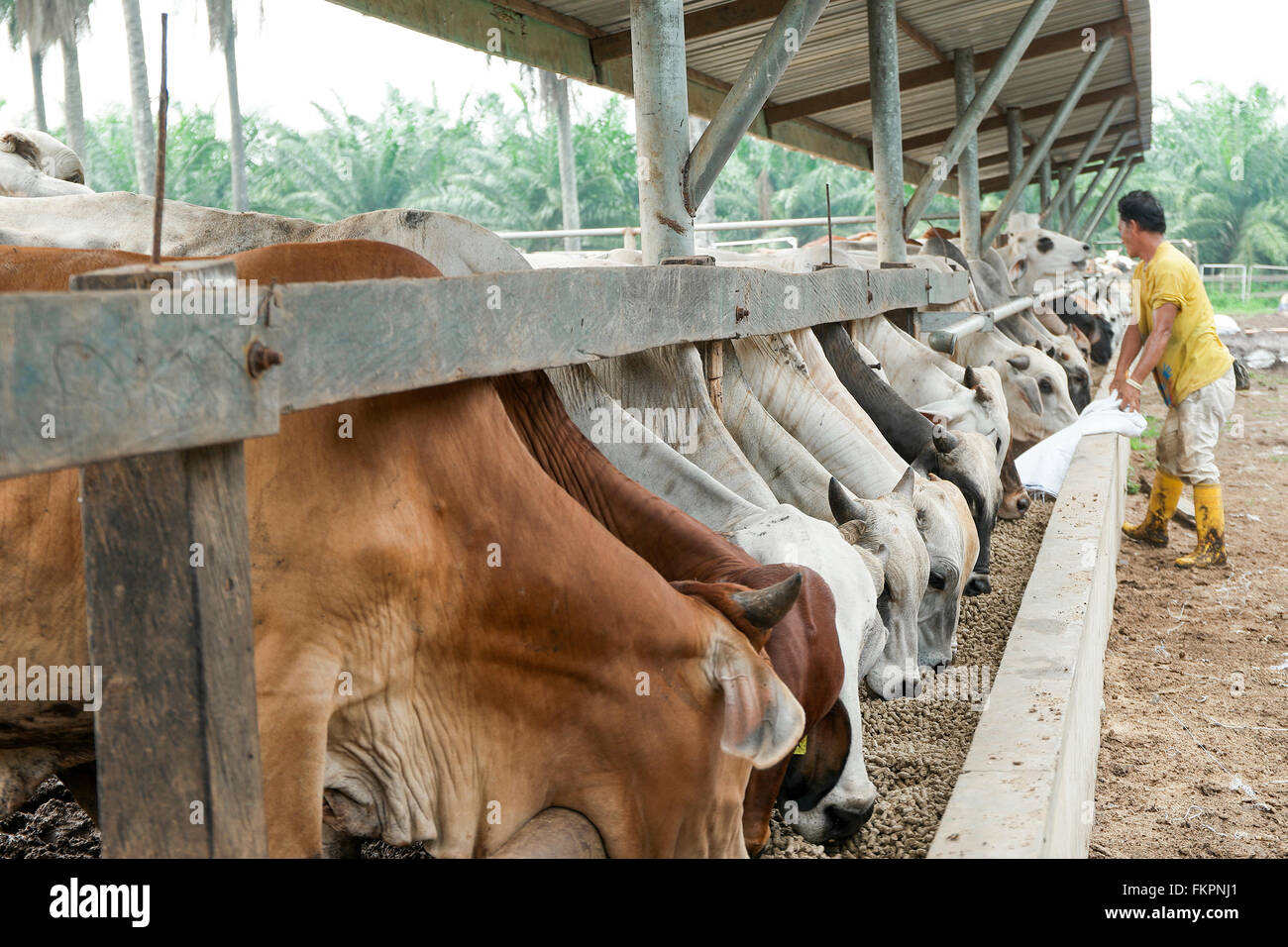 Brahman bulls having a pallet inside the feedlot range Stock Photo - Alamy