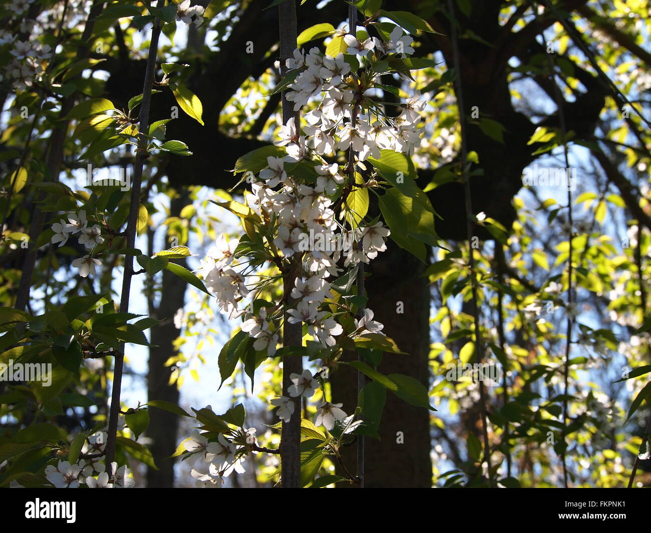 sunlight streaming through tree branches Stock Photo - Alamy