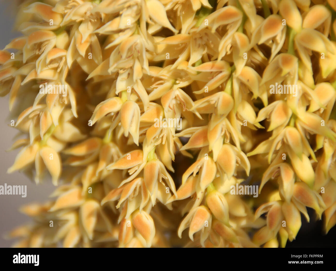 Phoenix roebelenii, Pygmy date palm, small to medium sized slow growing ...