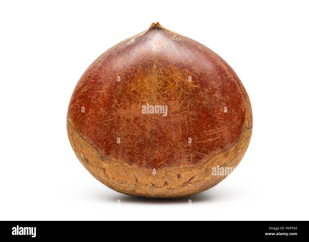 Chinese chestnut hi-res stock photography and images - Alamy