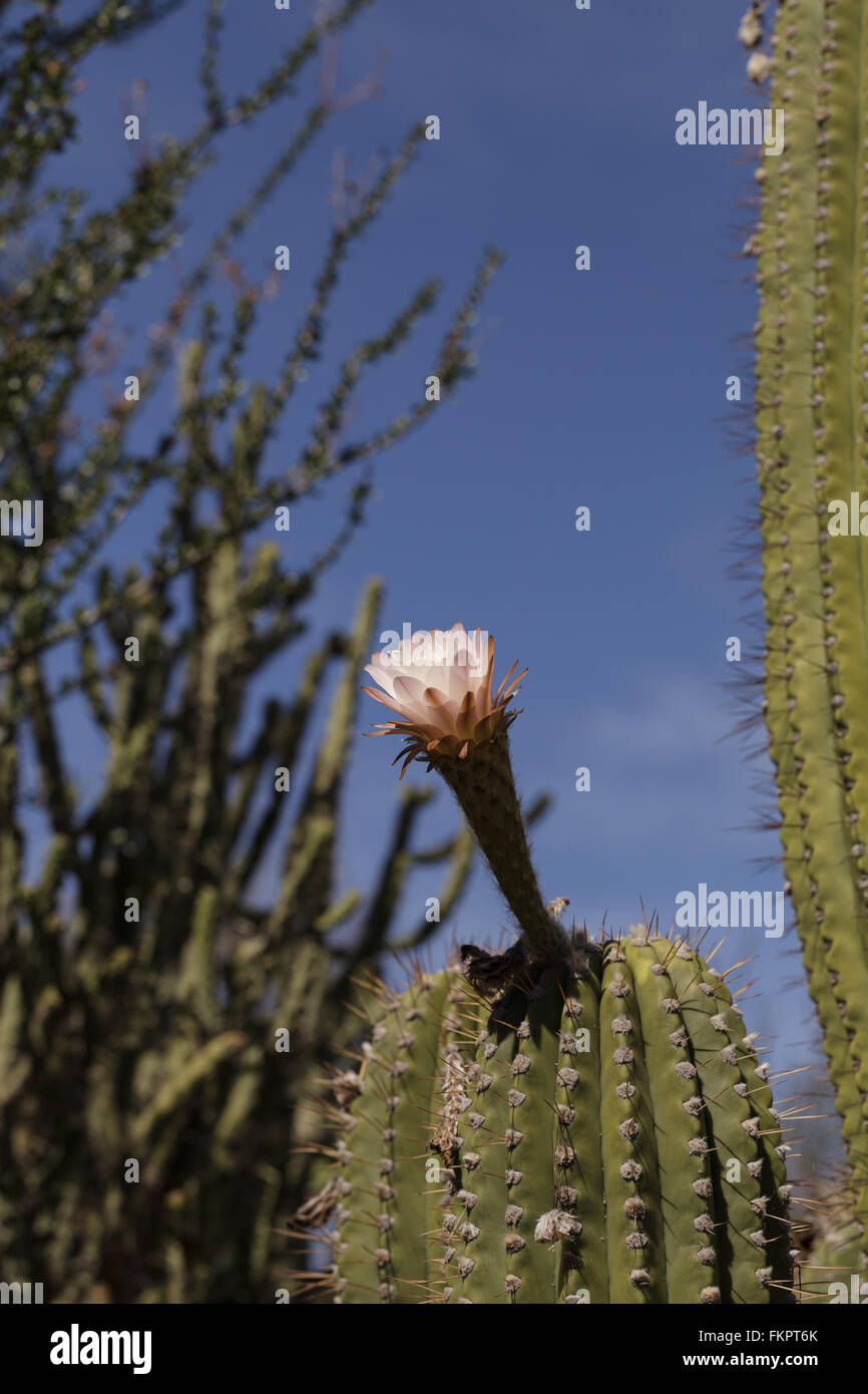 Pink Easter lily cactus, Eachinopsis oxygona, blooming in the Arizona ...