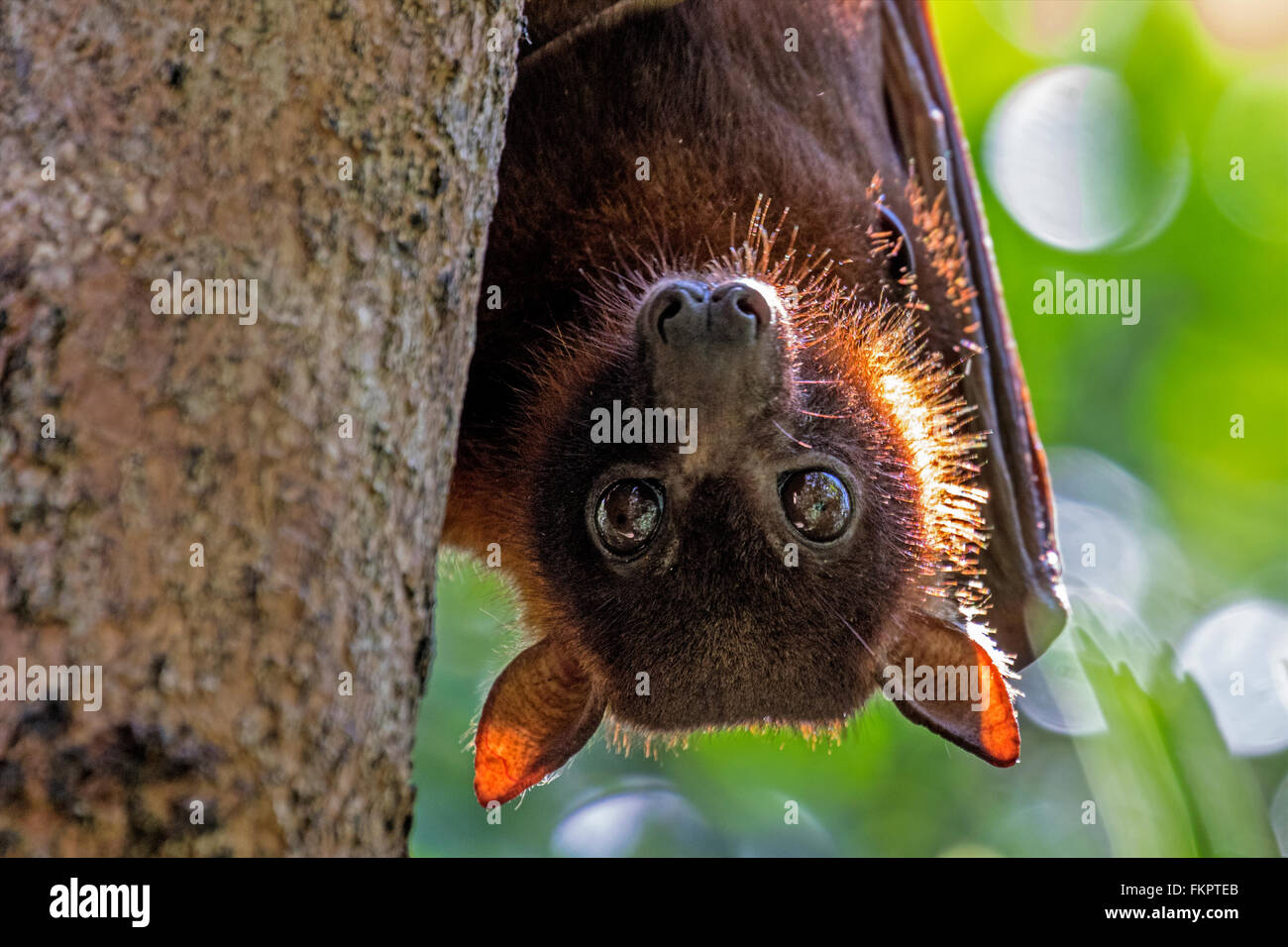 Fruit bat hi-res stock photography and images - Alamy