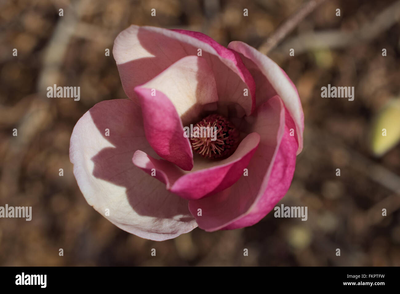 Petals open hi-res stock photography and images - Alamy