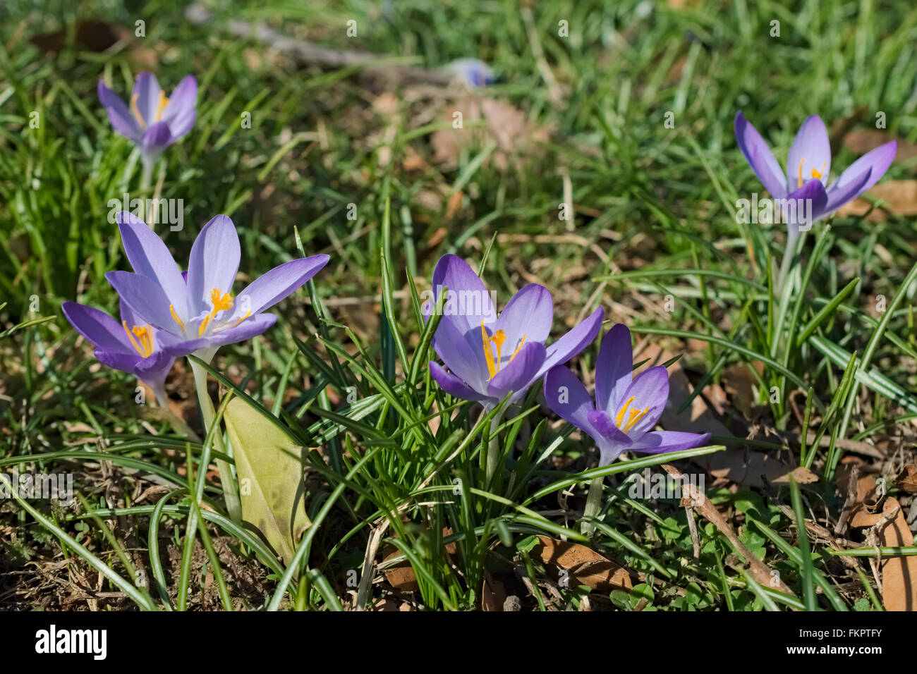 Purple crocus croci in hi-res stock photography and images - Alamy