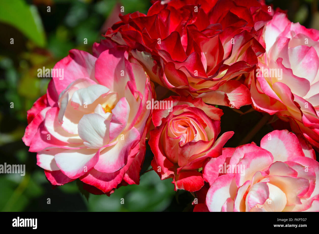 Roses flowers floral hi-res stock photography and images - Alamy