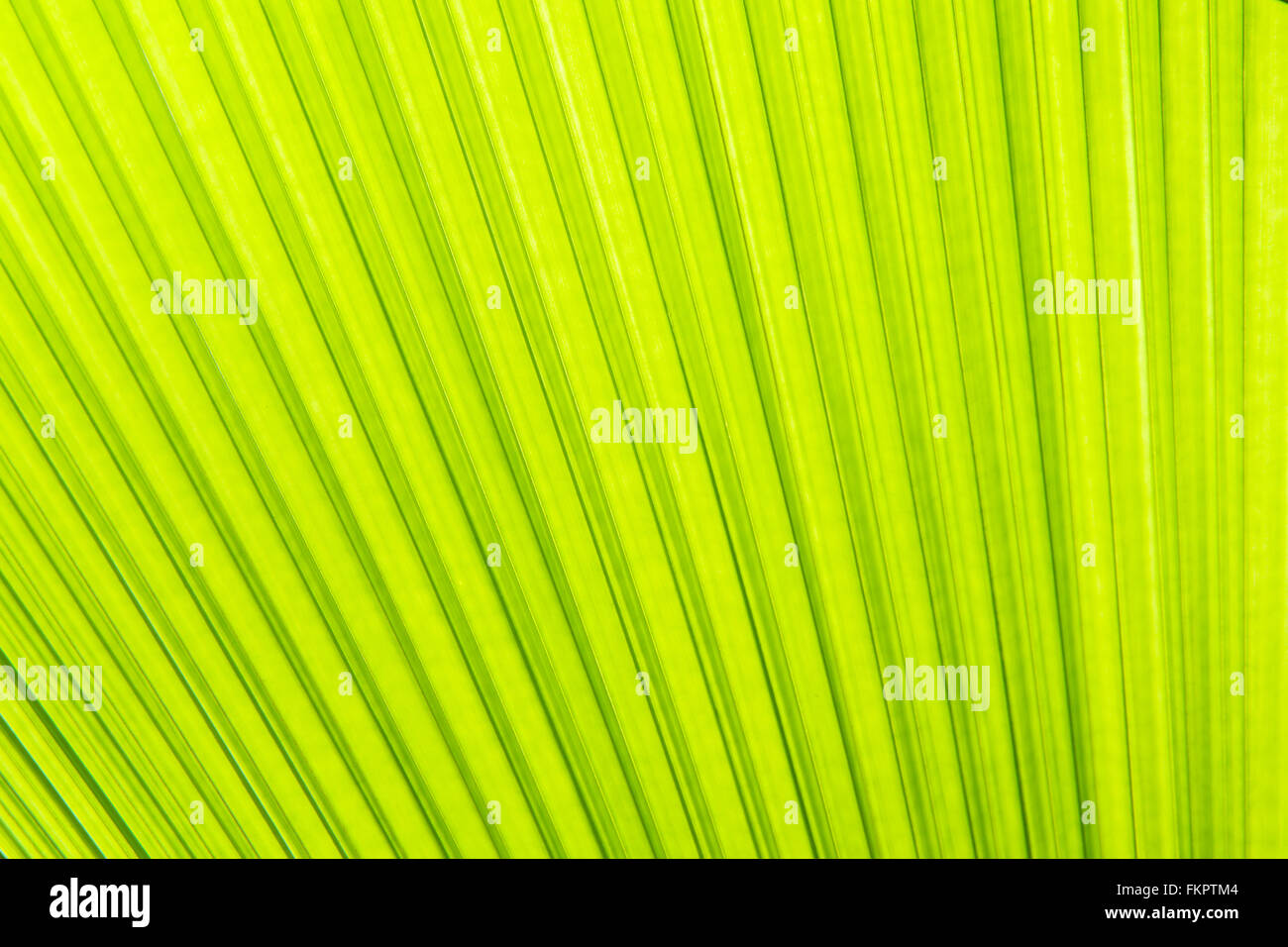 Palm Spine High Resolution Stock Photography and Images - Alamy