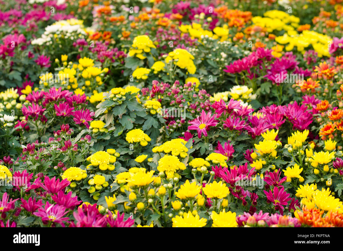 Chrysanthemum buds hi-res stock photography and images - Alamy