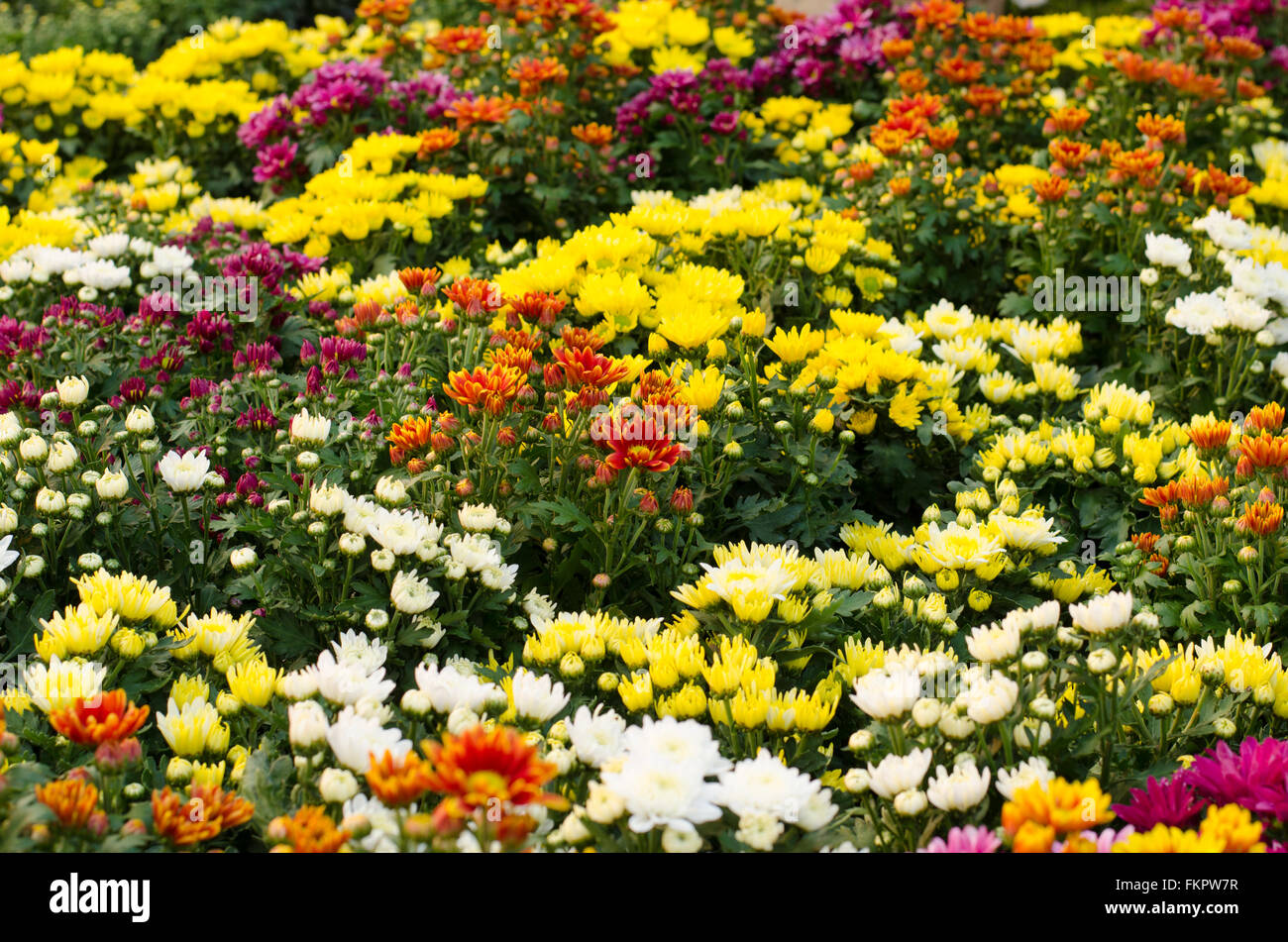 Chrysanthemum garden hi-res stock photography and images - Alamy